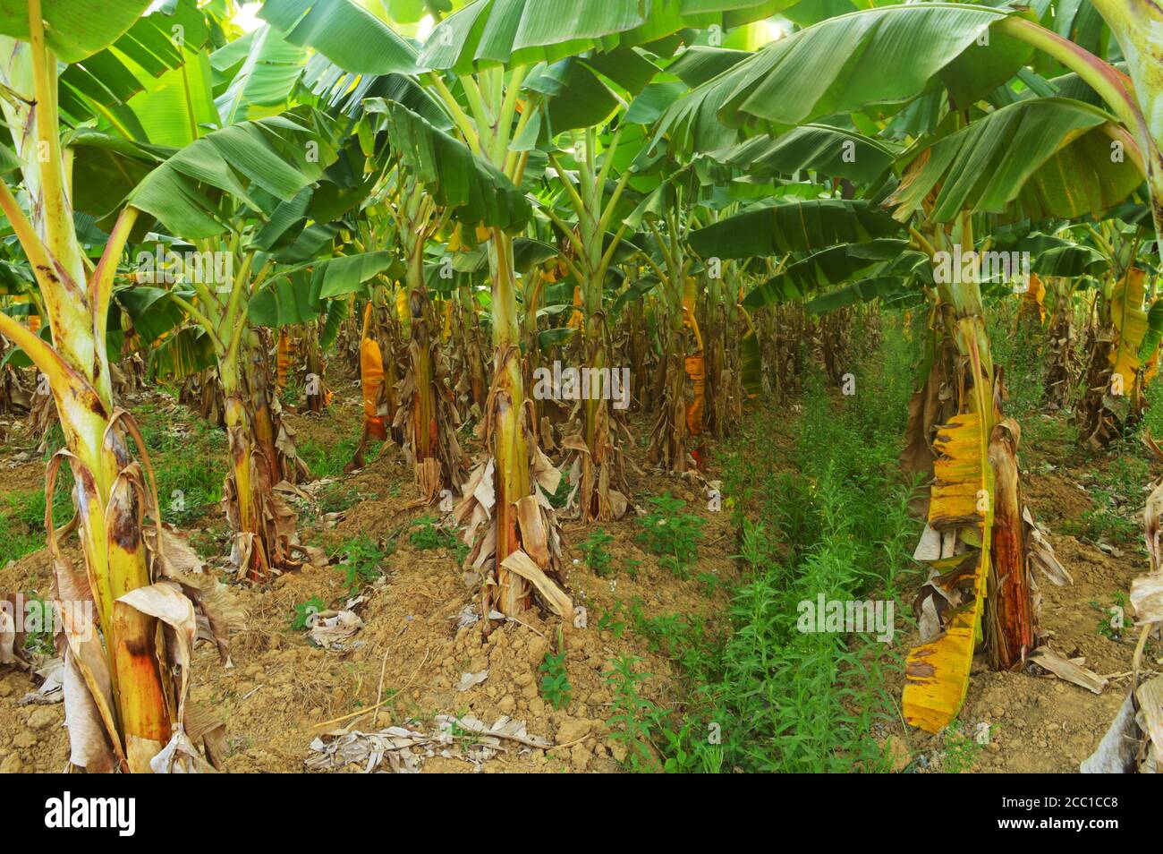 Banana plants may grow with varying degrees of success in diverse ...