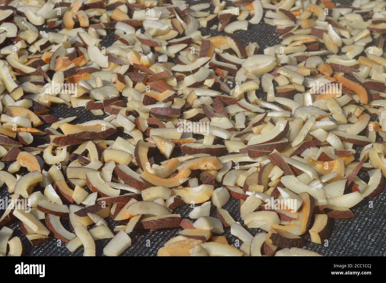 Traditional system of copra drying is by spreading the cups (Split open ...