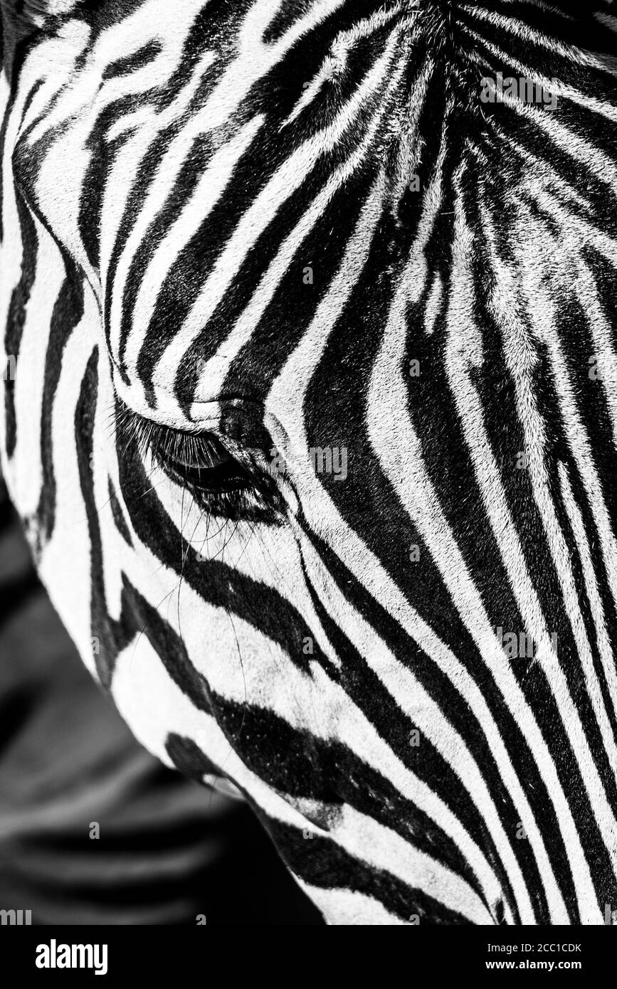 Close up detailed design Black and White Stock Photos & Images - Alamy