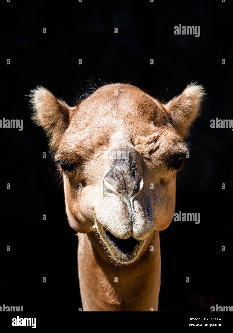 Camel desert head neck hi-res stock photography and images - Alamy