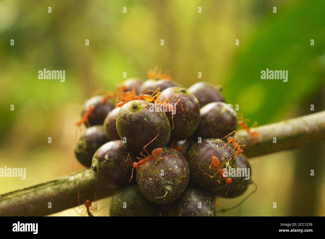 Weaver ants on coffee berries. Weaver ants live on coffee trees and are ...