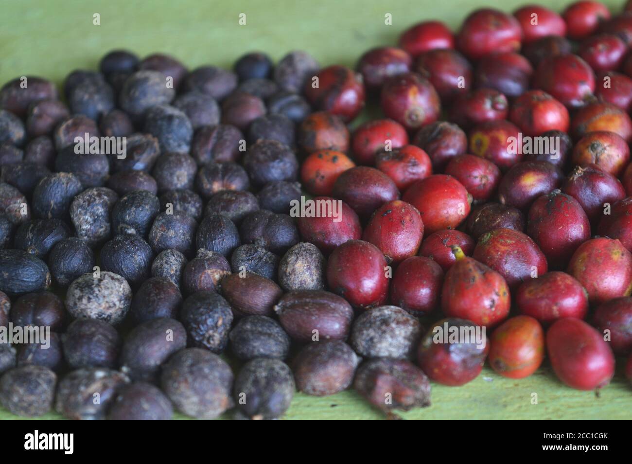 image of harvested coffee berries. the industrial process of converting ...