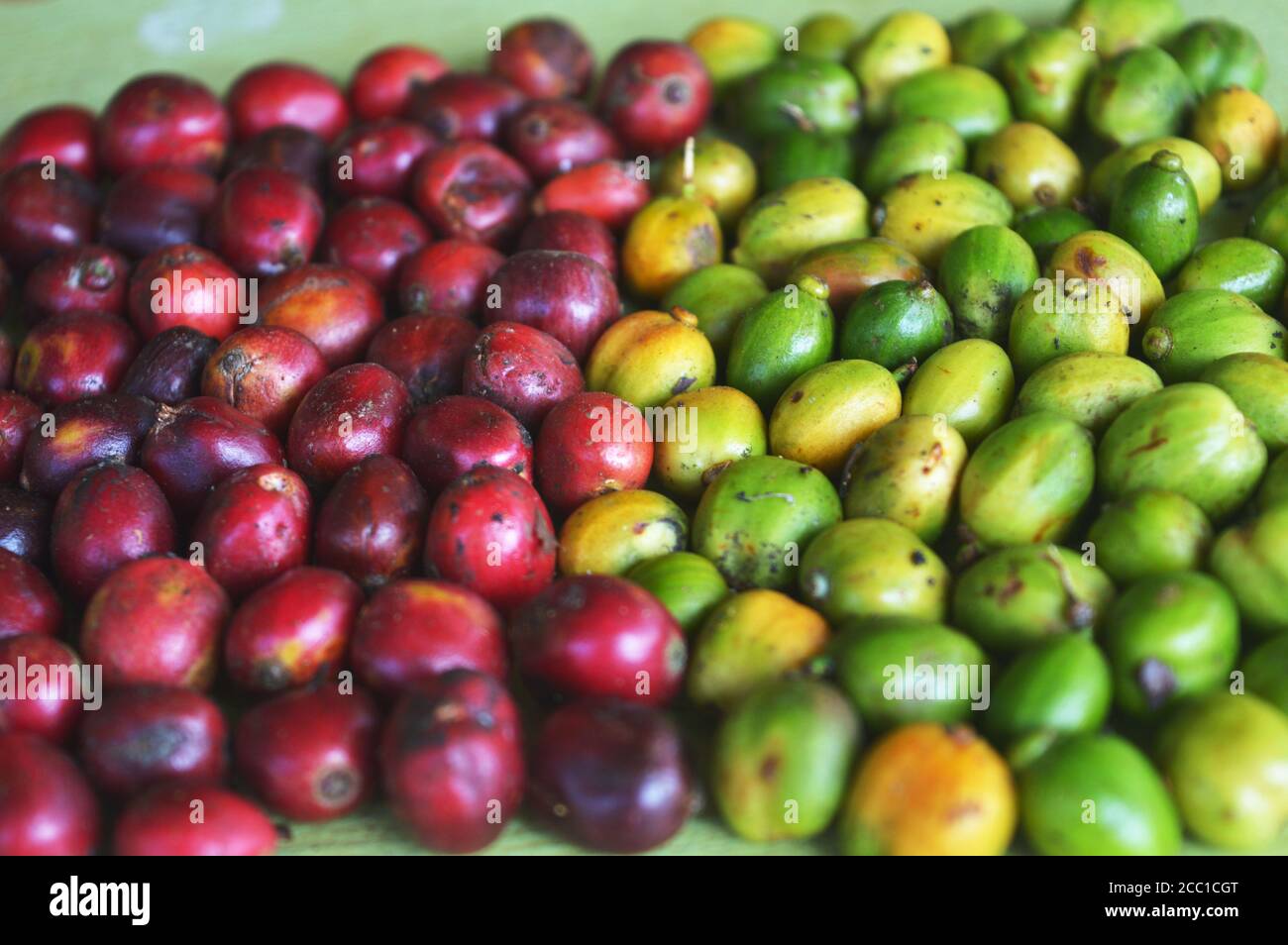 image of harvested coffee berries. the industrial process of converting ...