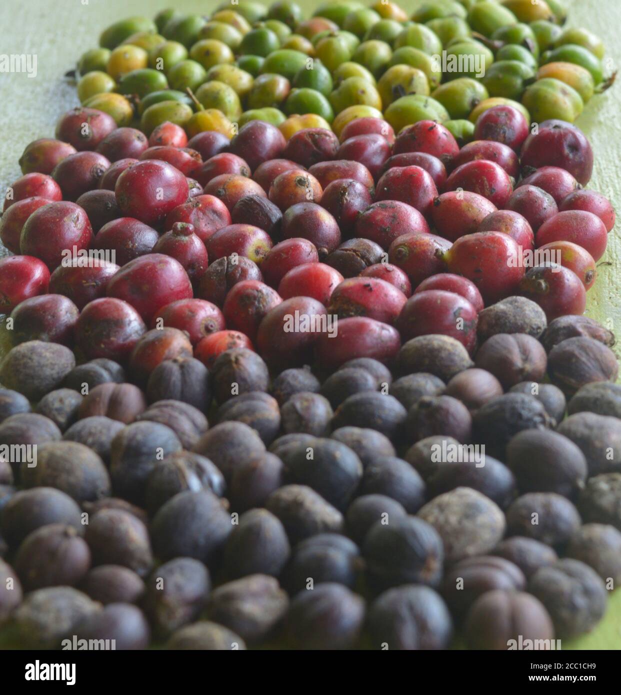 image of harvested coffee berries. the industrial process of converting ...