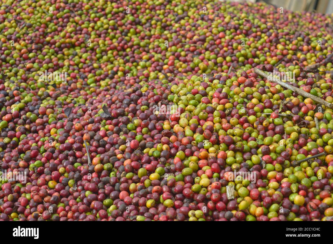 image of harvested coffee berries. the industrial process of converting ...