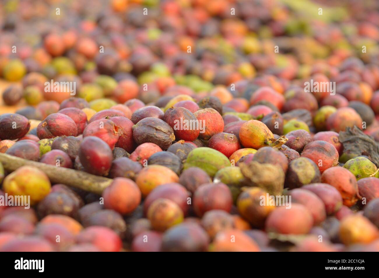 image of harvested coffee berries. the industrial process of converting ...