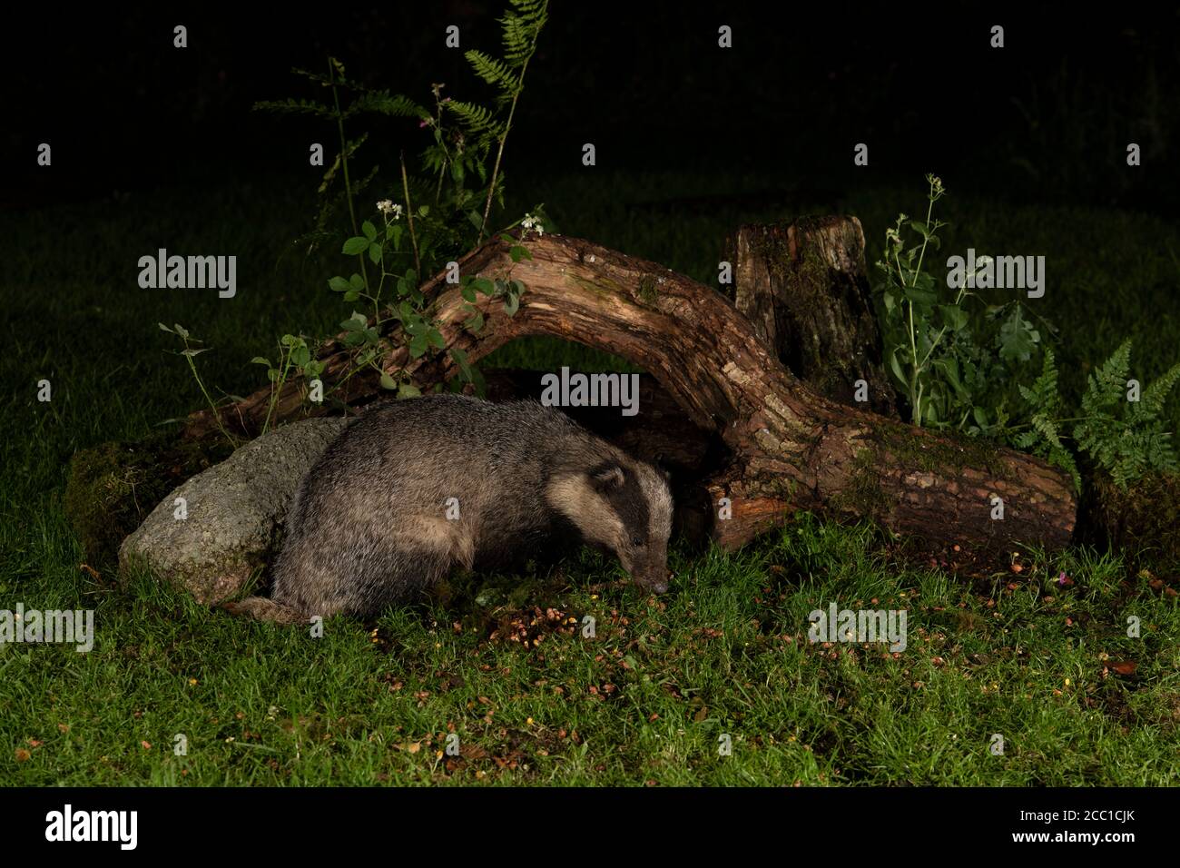 Badger (Meles meles), adult covered in earth from digging, Dumfries, SW ...
