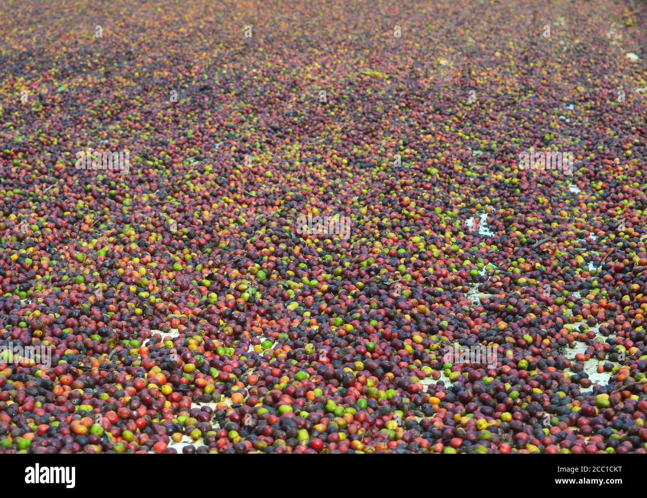 image of harvested coffee berries. the industrial process of converting ...
