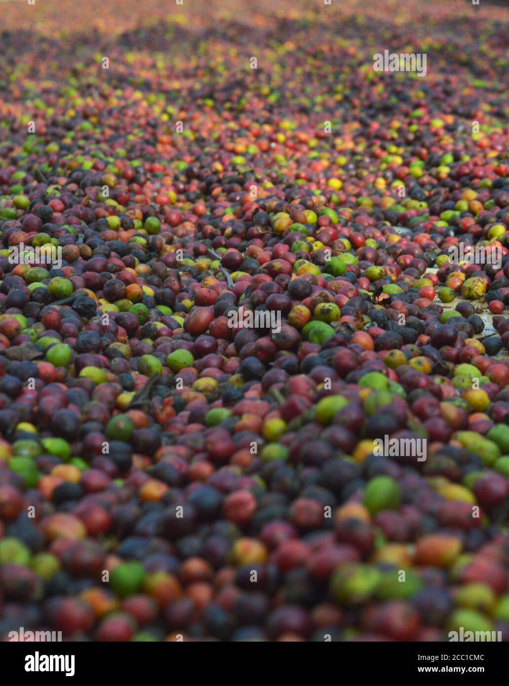 image of harvested coffee berries. the industrial process of converting ...