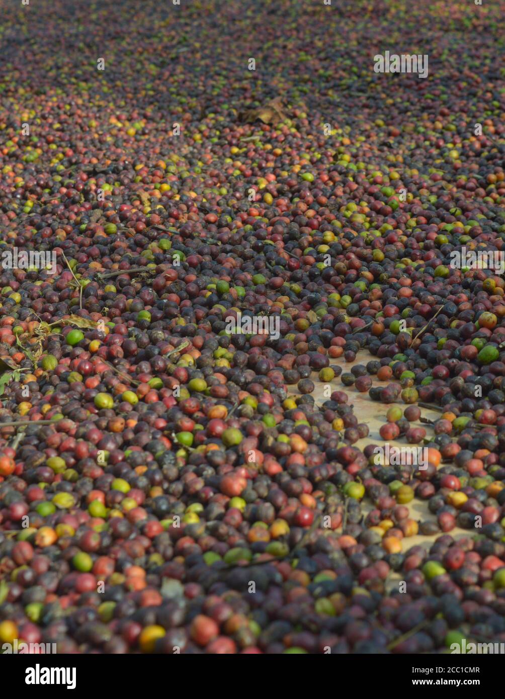 image of harvested coffee berries. the industrial process of converting ...