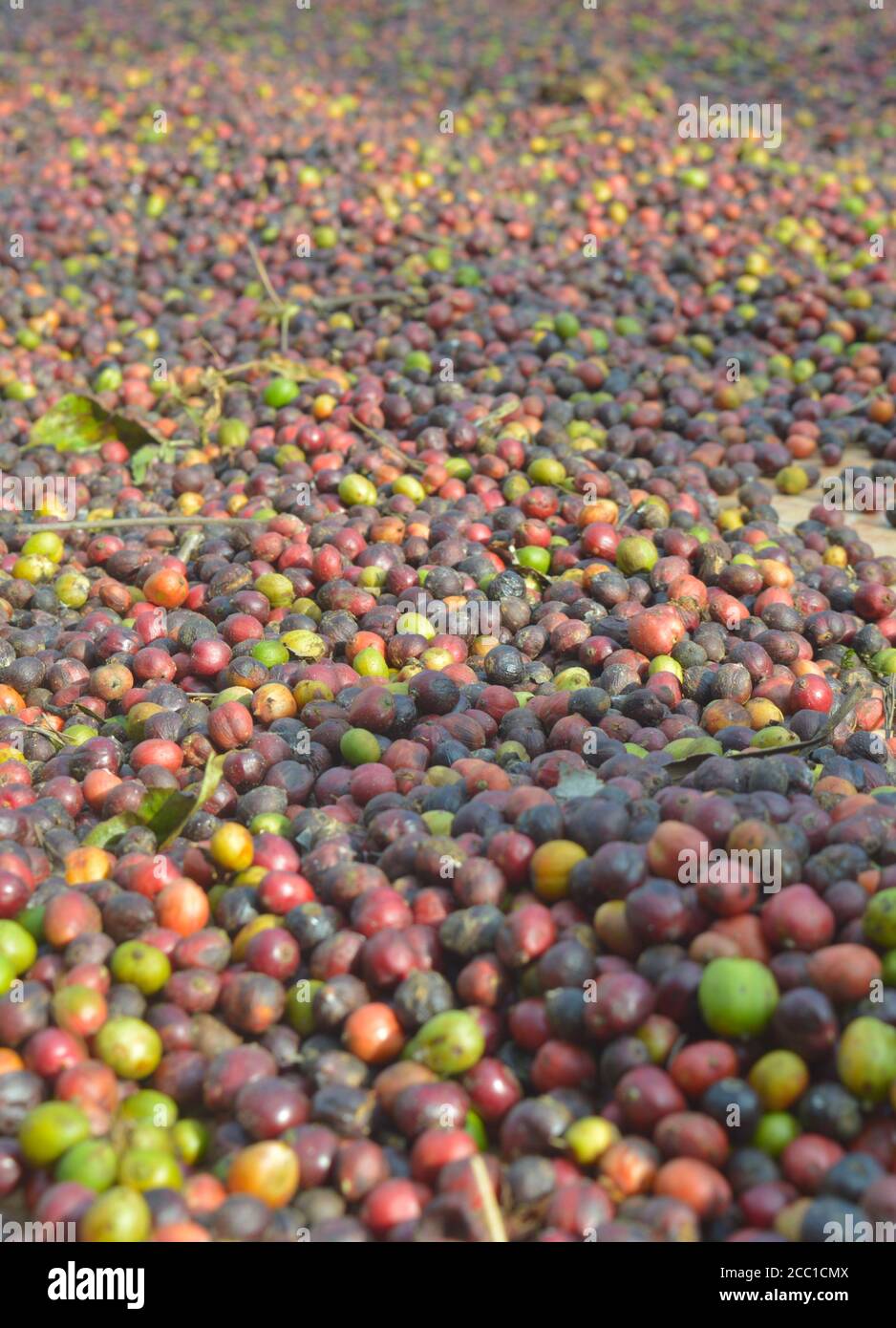 image of harvested coffee berries. the industrial process of converting ...