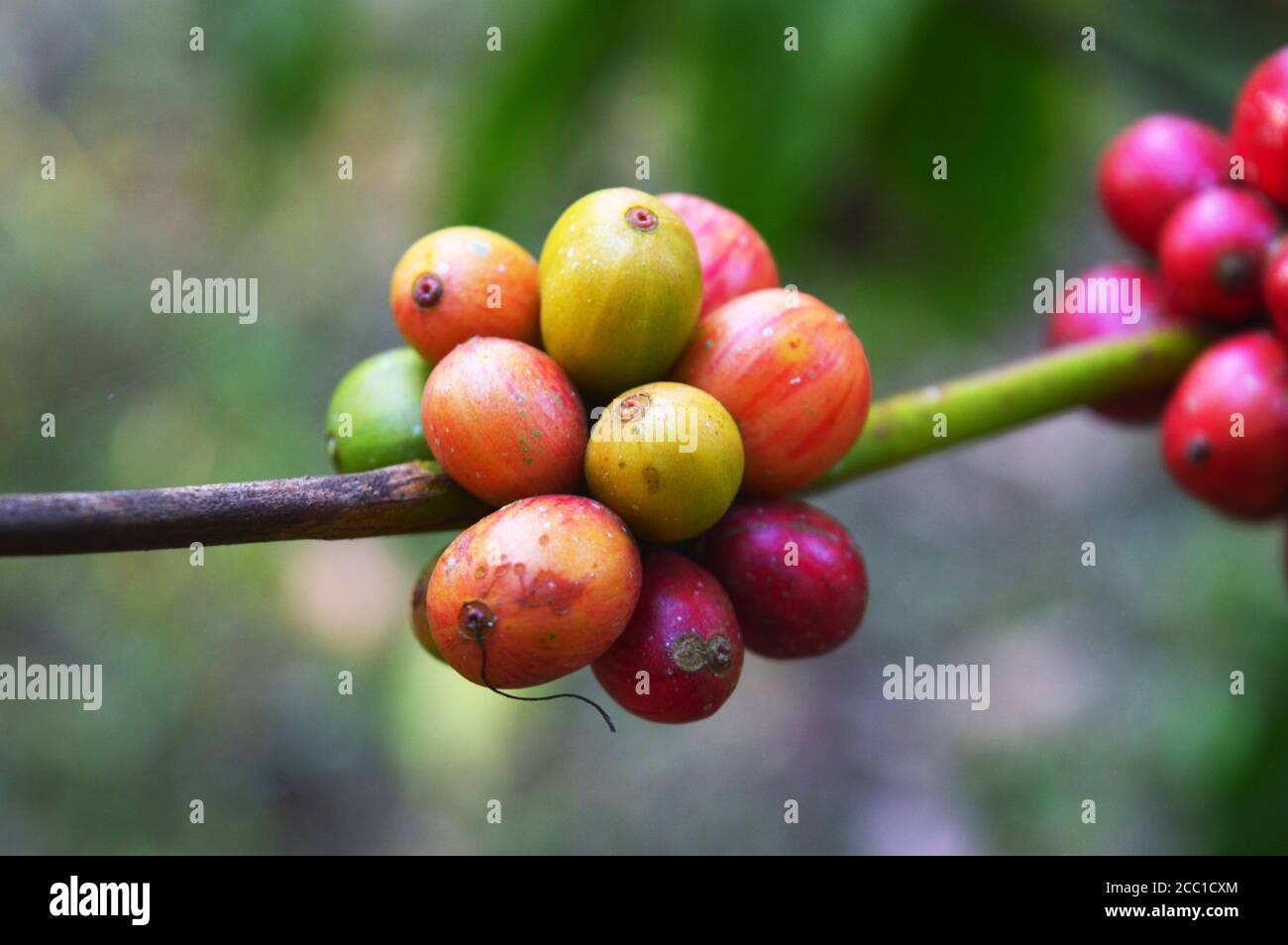 image of harvested coffee berries. the industrial process of converting ...
