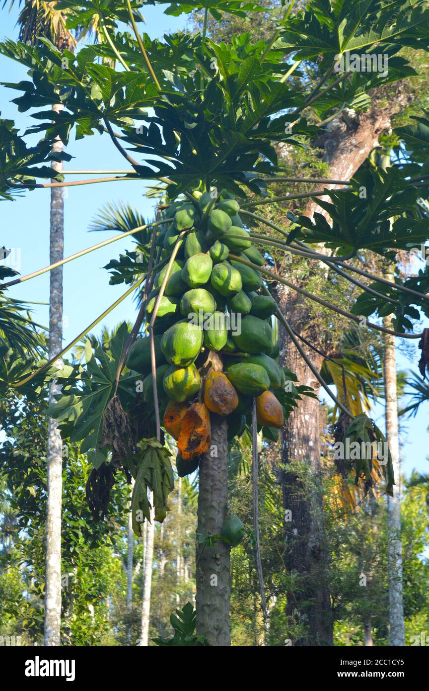 The papaya is a small, sparsely branched tree, usually with a single ...