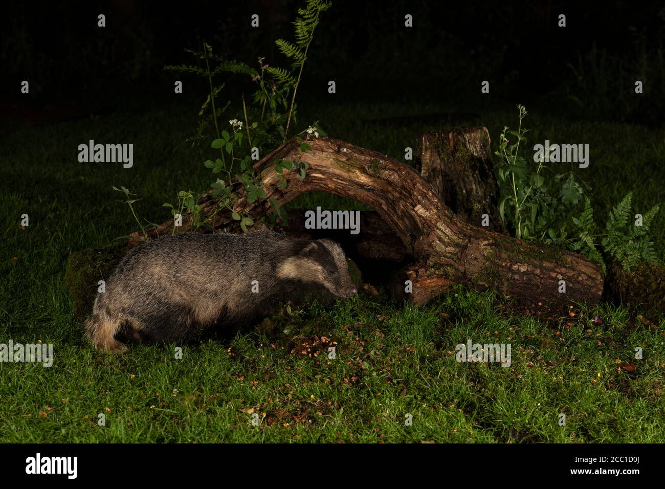 Badger (Meles meles), adult covered in earth from digging, Dumfries, SW ...