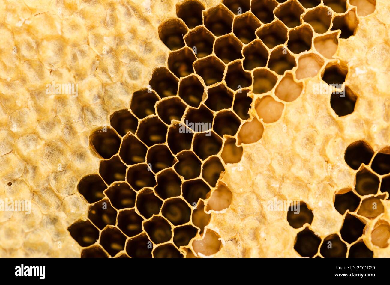 Honeycomb hexagons background hexagon hi-res stock photography and ...