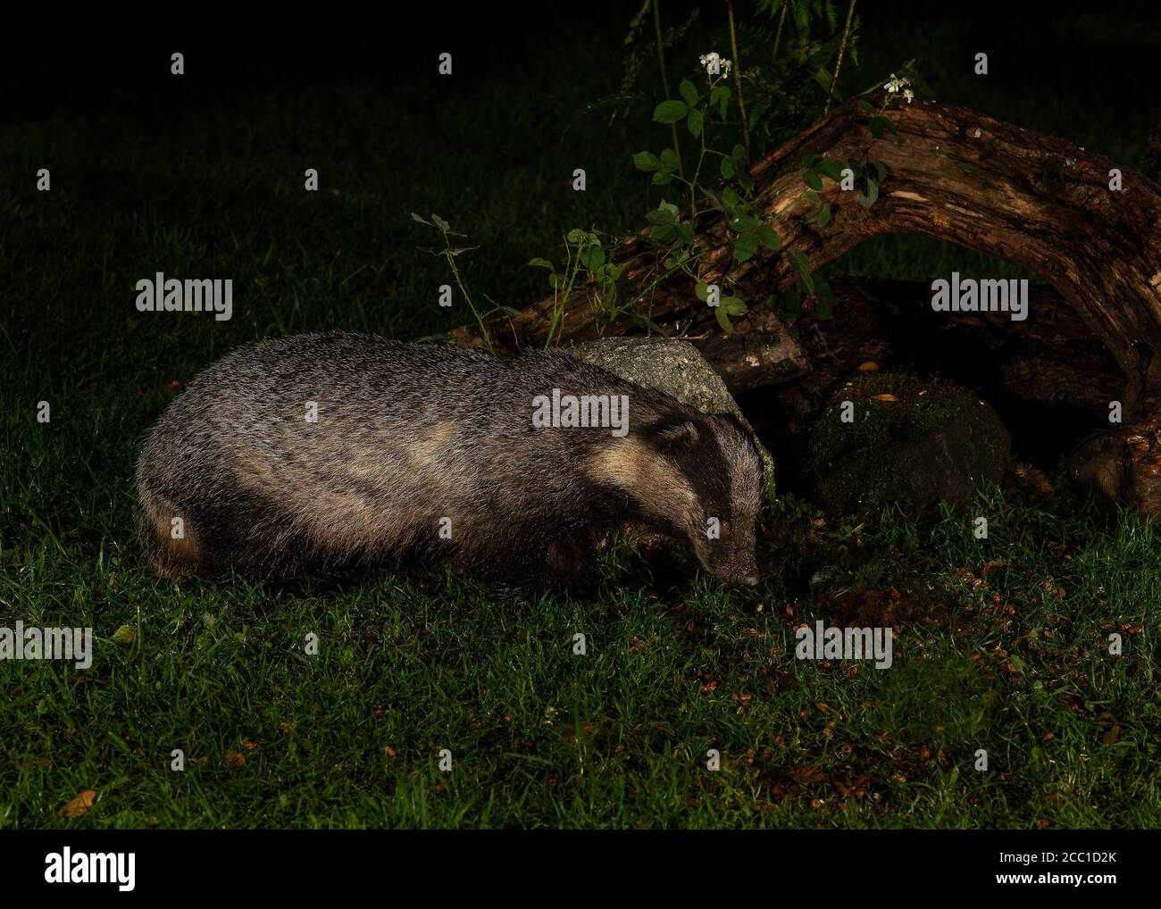 Badger (Meles meles), adult covered in earth from digging, Dumfries, SW ...