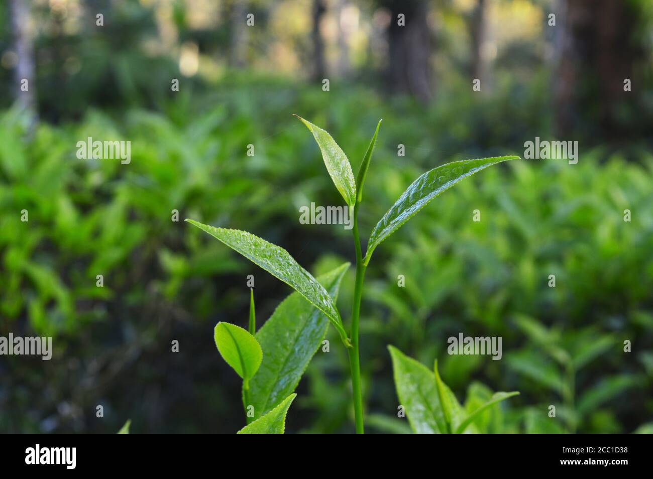 Tea is an aromatic beverage commonly prepared by pouring hot or boiling ...