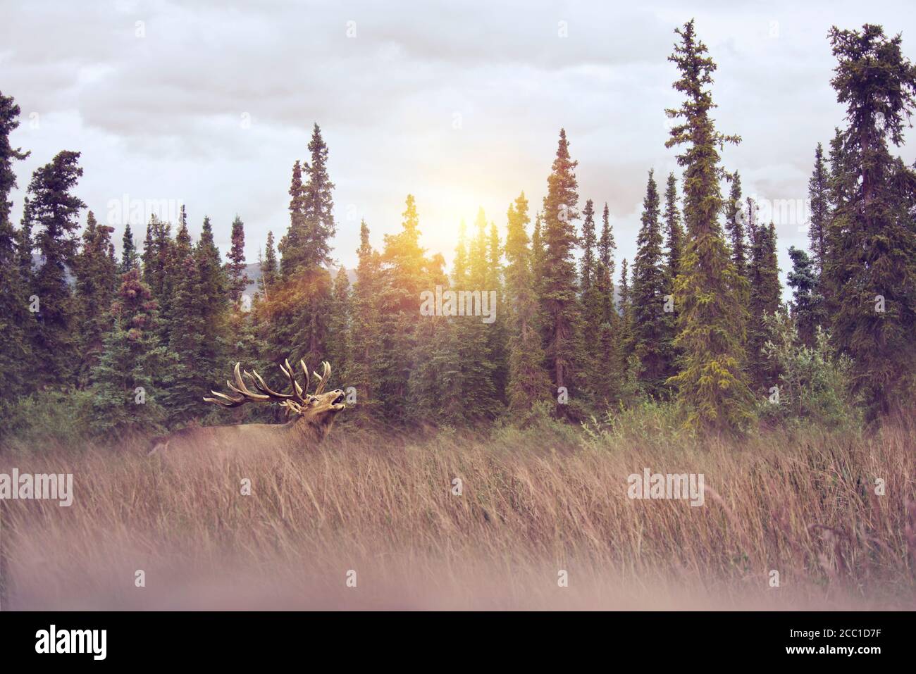 Elk at sunset hi-res stock photography and images - Alamy