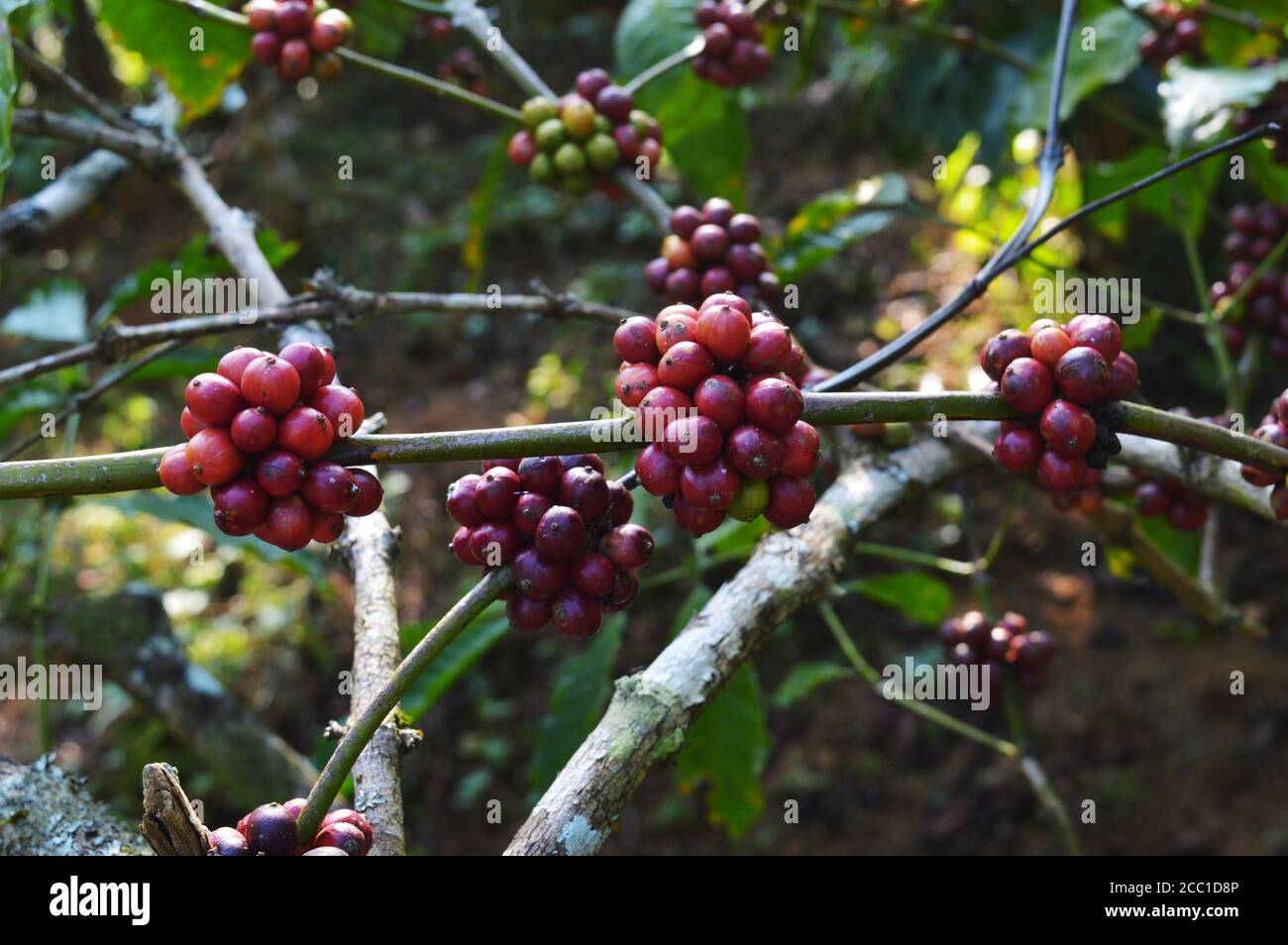 Jus fruit hi-res stock photography and images - Alamy