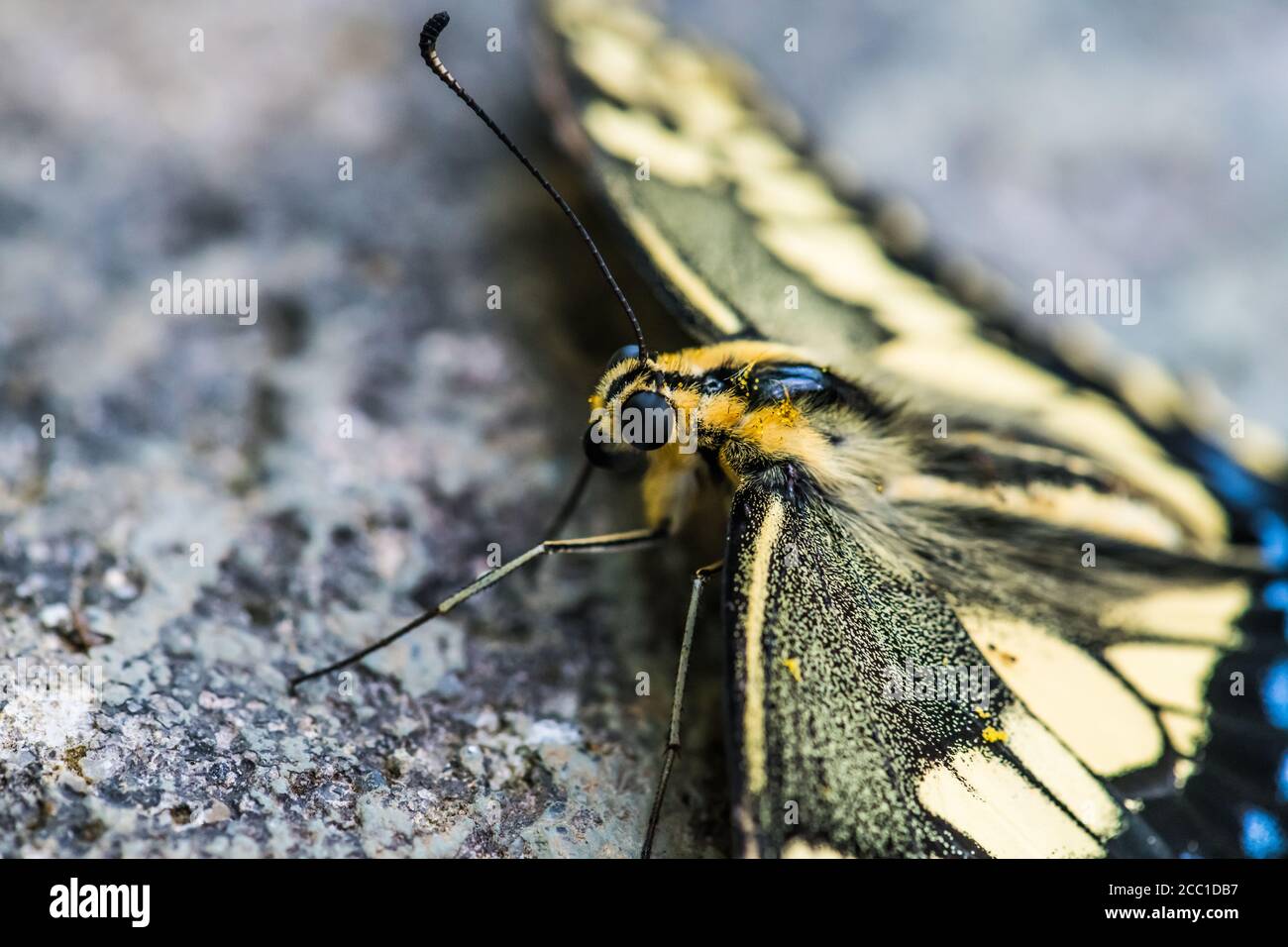 Asian swallowtail xuthus hi-res stock photography and images - Alamy