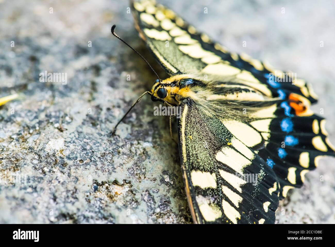 Asian swallowtail xuthus hi-res stock photography and images - Alamy