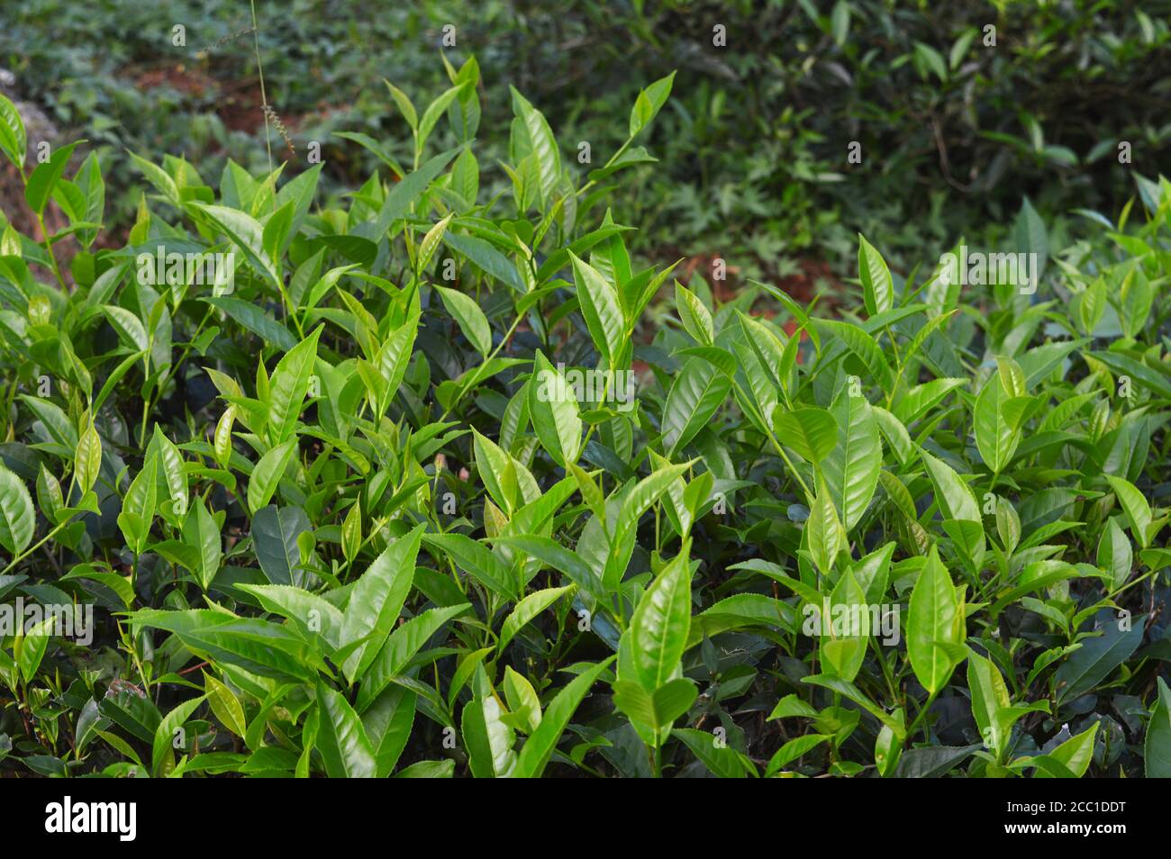 Tea is an aromatic beverage commonly prepared by pouring hot or boiling ...