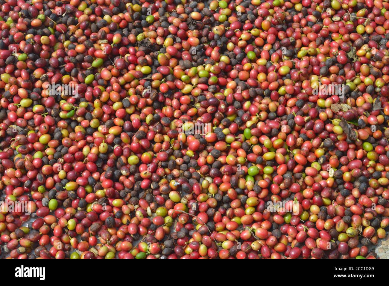 image of harvested coffee berries. the industrial process of converting ...