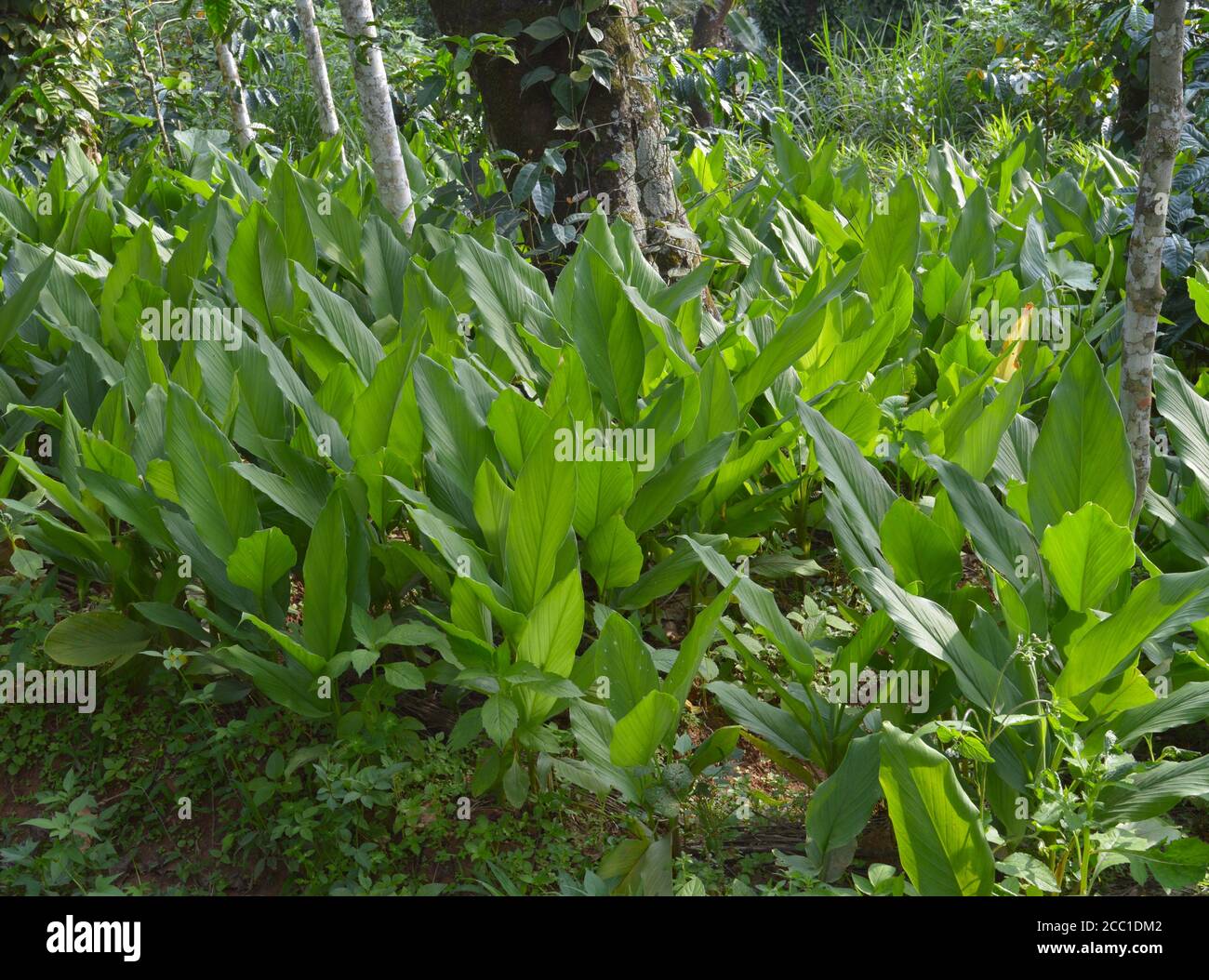Turmeric plants at a farm. Turmeric contains a yellow-colored chemical ...