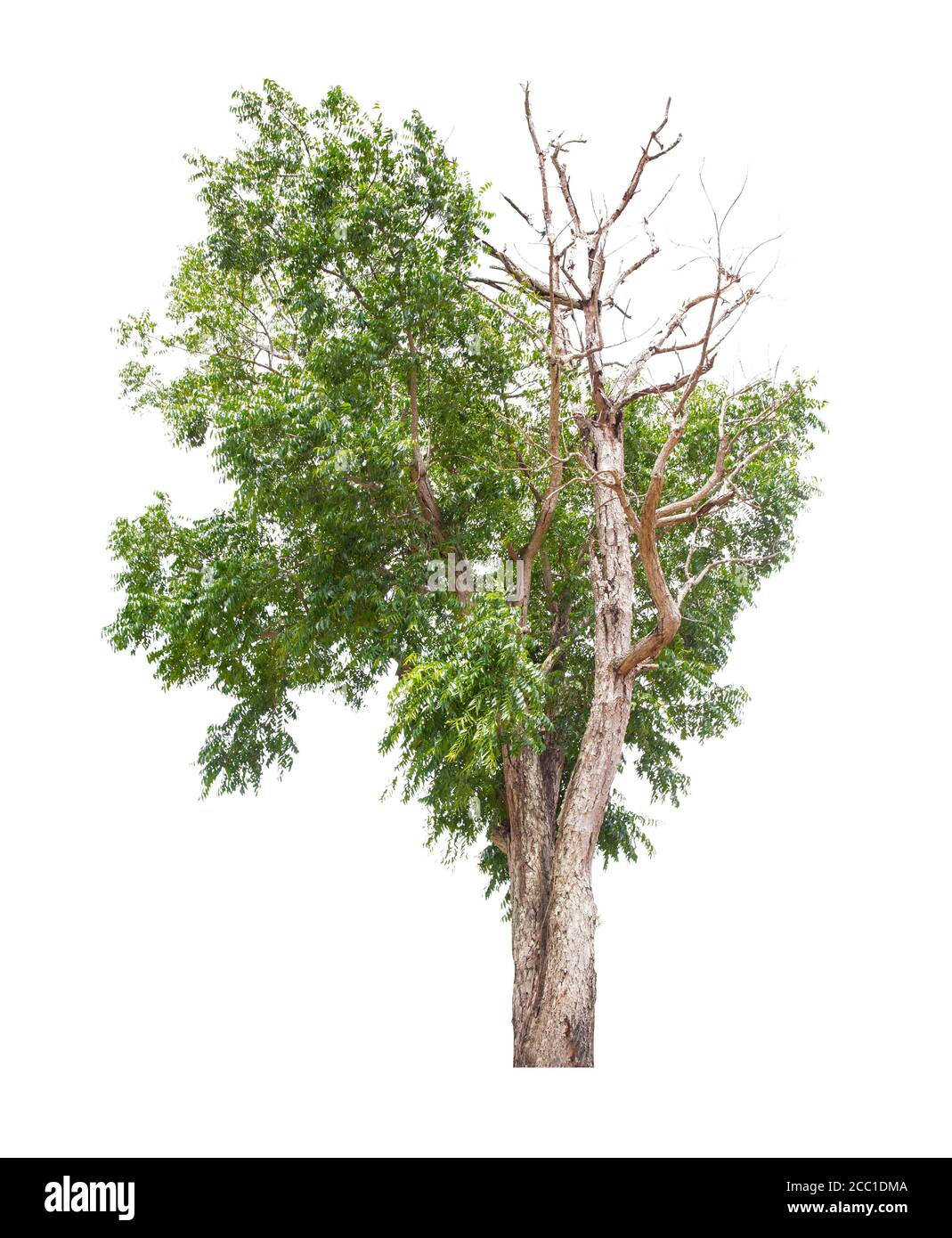 Dead tree on one side and living tree on the different side. Isolated ...