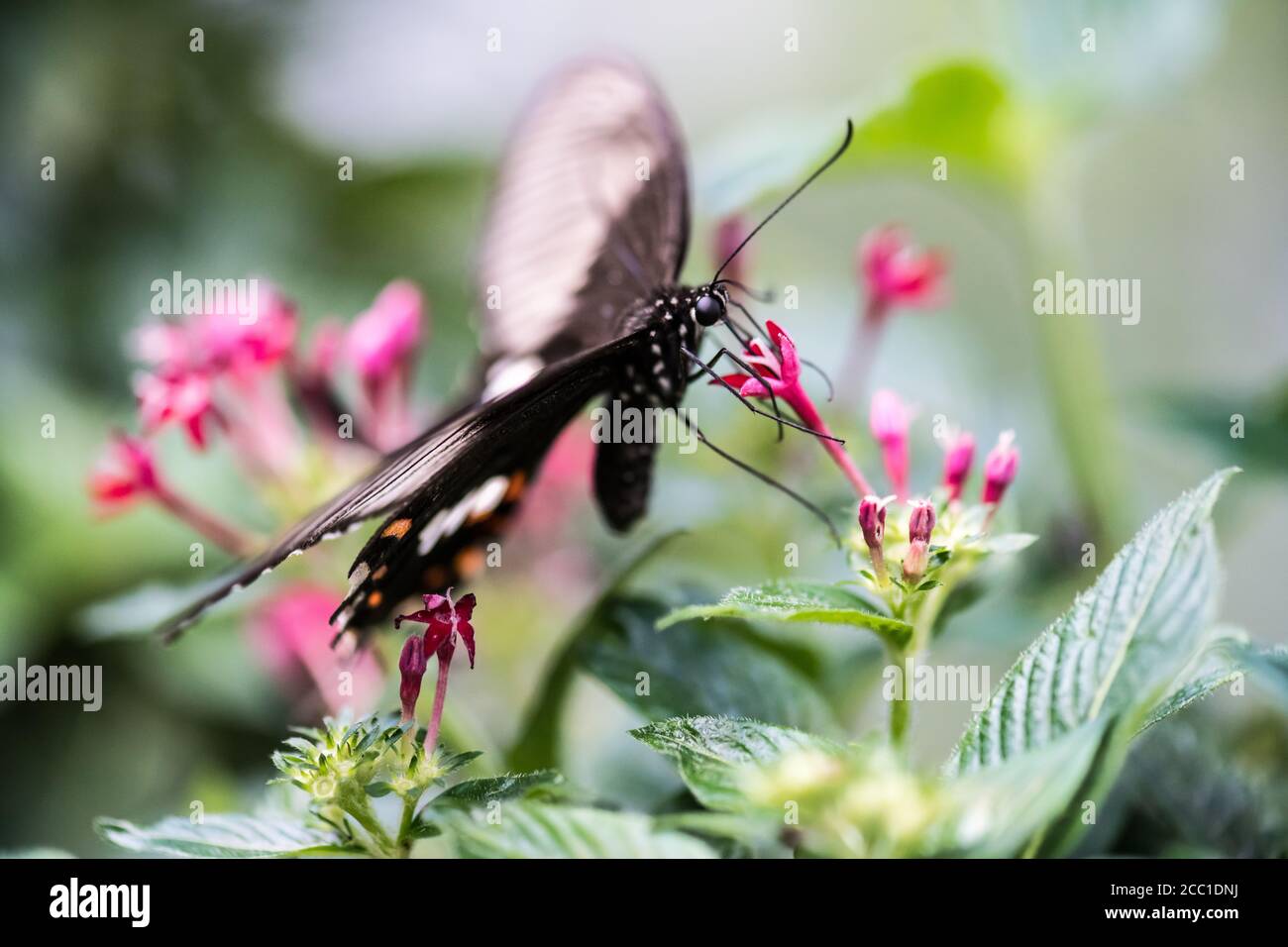 Common Mormon (Papilio polytes polytes Type-II Stock Photo - Alamy