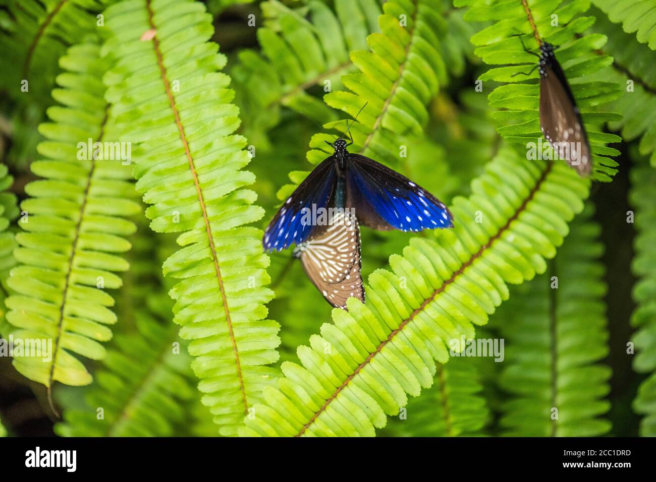Blue crow butterfly hi-res stock photography and images - Alamy