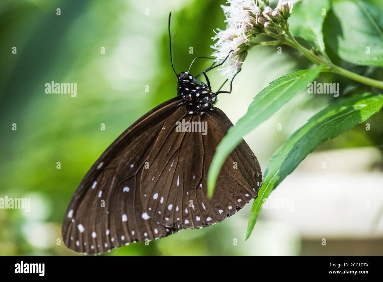 Butterfly the striped blue crow hi-res stock photography and images - Alamy