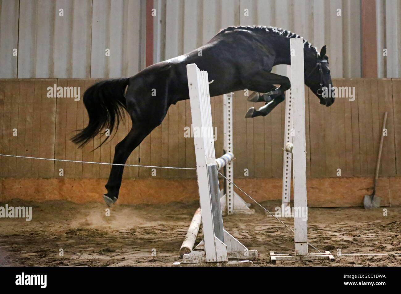 Beautiful young purebred horse jump over barrier. Free jumping in the ...