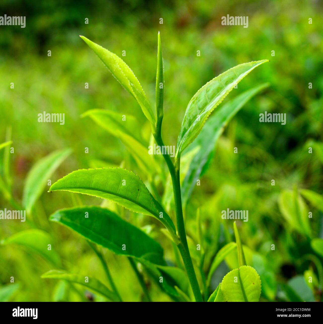 Tea is an aromatic beverage commonly prepared by pouring hot or boiling ...
