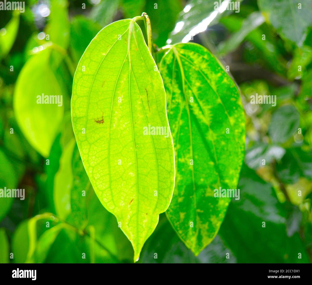 Betel leaf is mostly consumed in Asia, and elsewhere in the world by ...