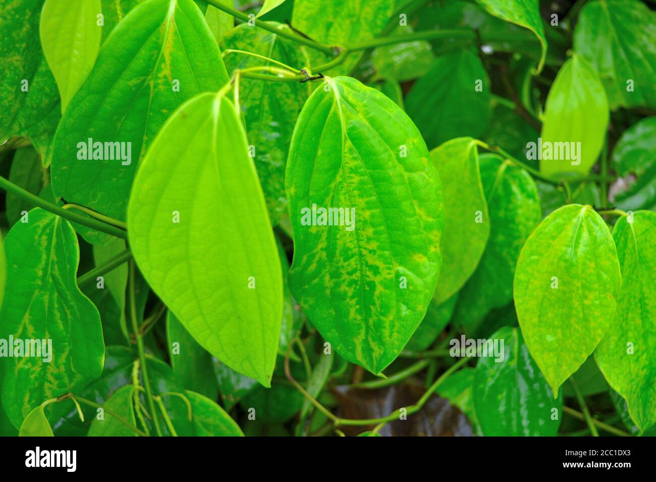 Betel leaf consumed hi-res stock photography and images - Alamy