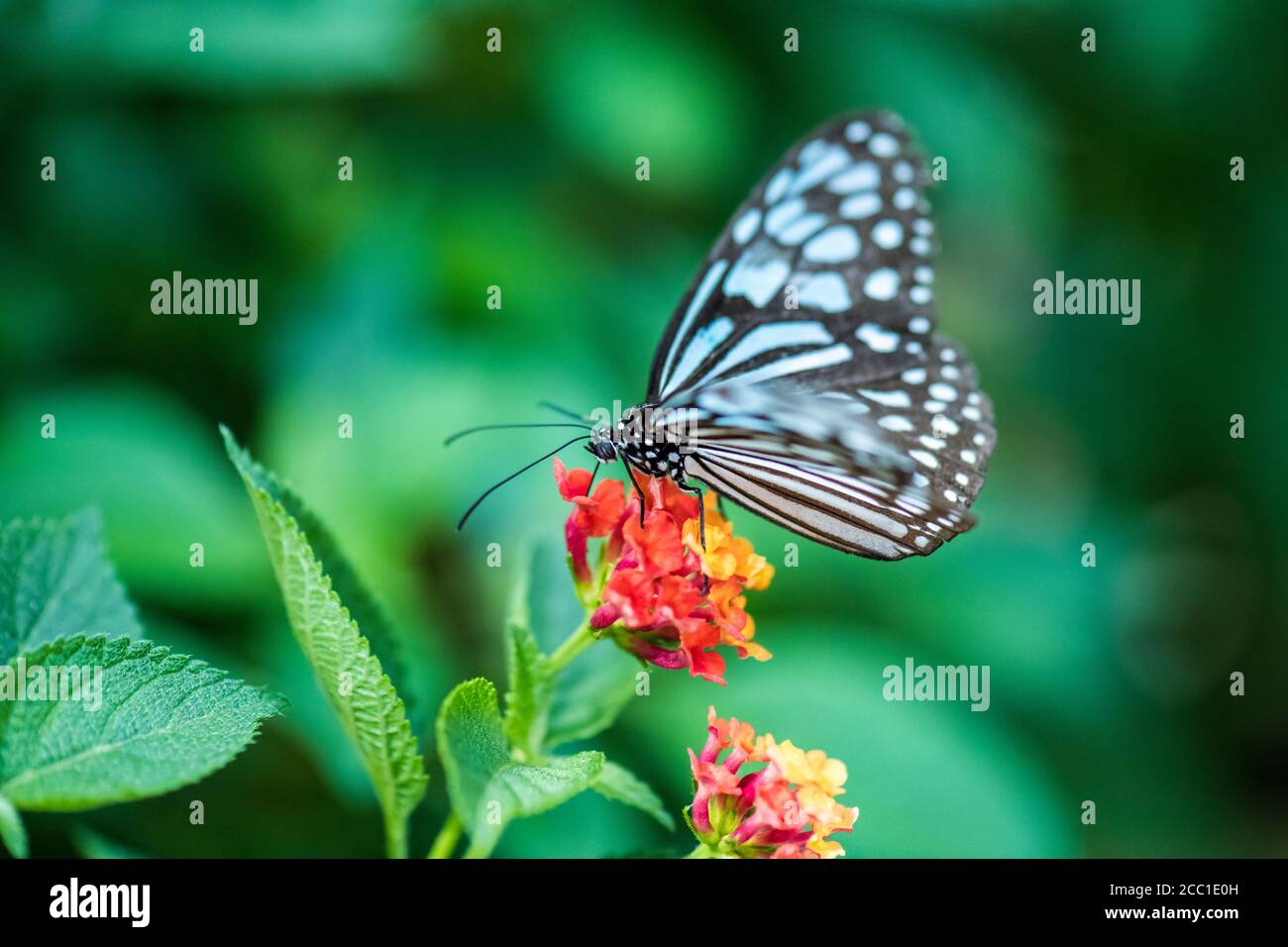 Chestnut tiger (Parantica sita Stock Photo - Alamy