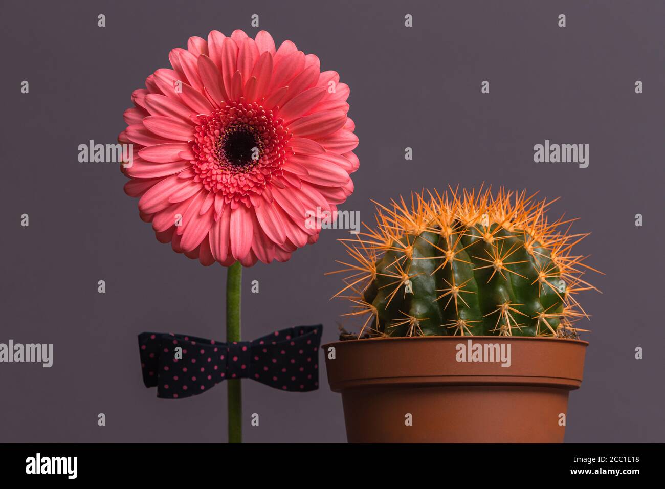 Spotted cactus hi-res stock photography and images - Alamy