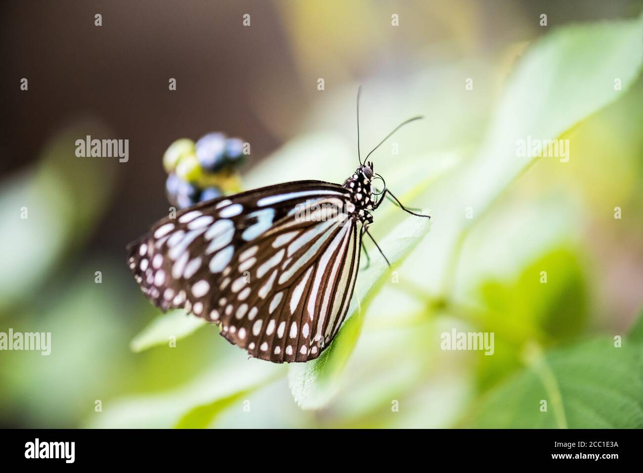 Chestnut tiger (Parantica sita Stock Photo - Alamy