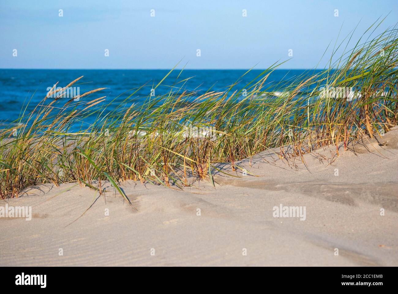 Grasses growing on beach hi-res stock photography and images - Alamy
