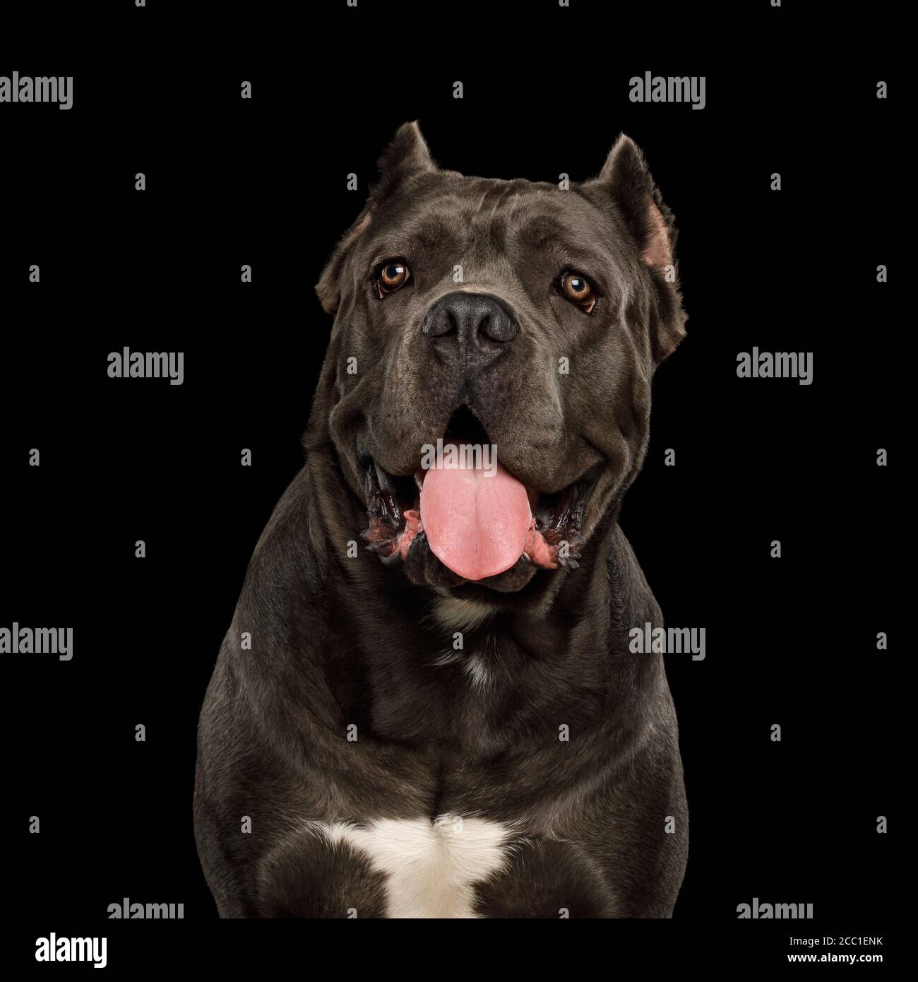 Cane corso head hi-res stock photography and images - Alamy