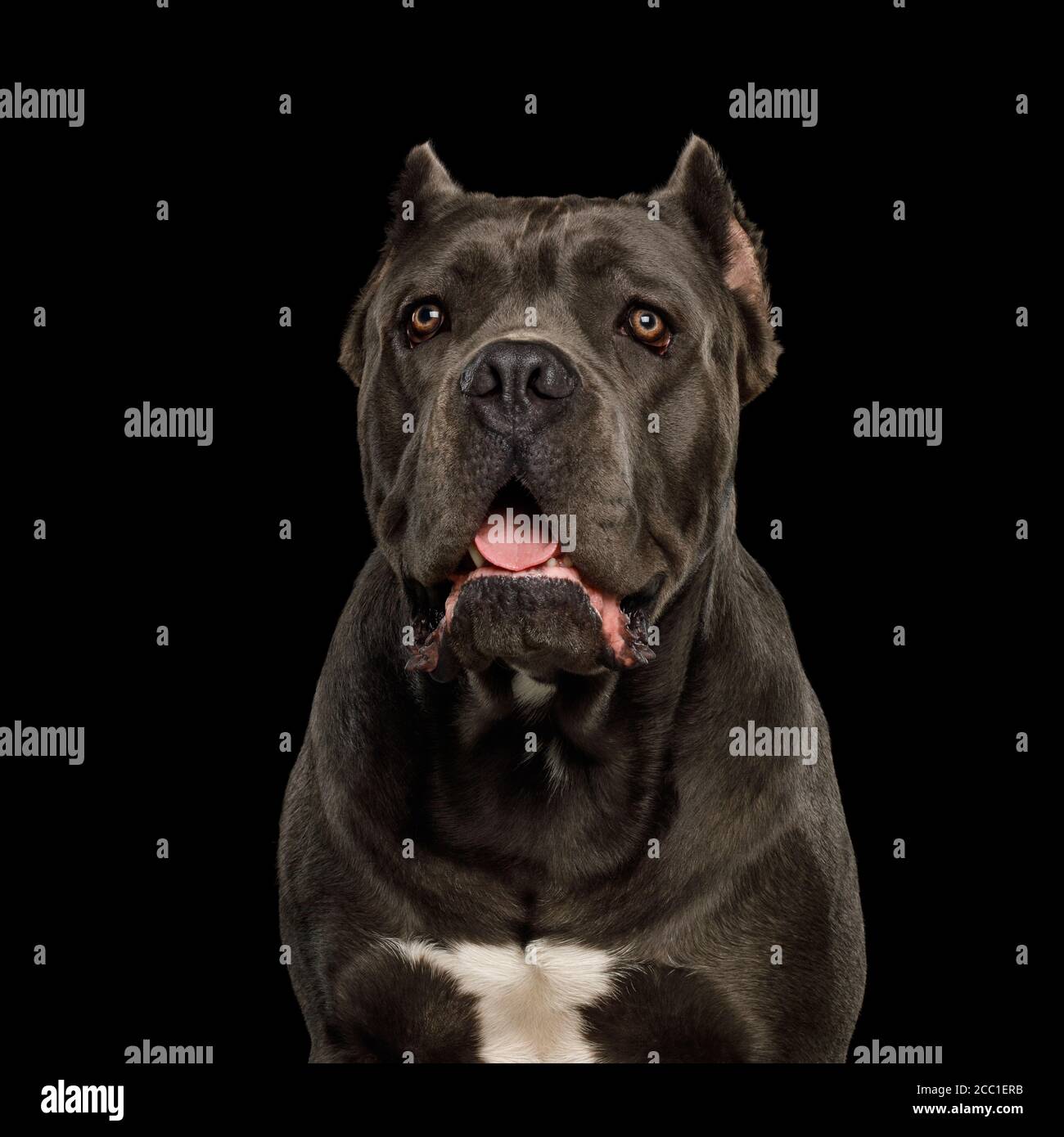 Portrait of Cane Corso Dog, Studio shot on Isolated black background ...