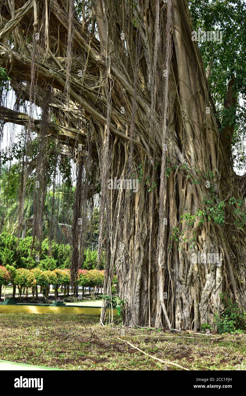 Big bayan tree hi-res stock photography and images - Alamy