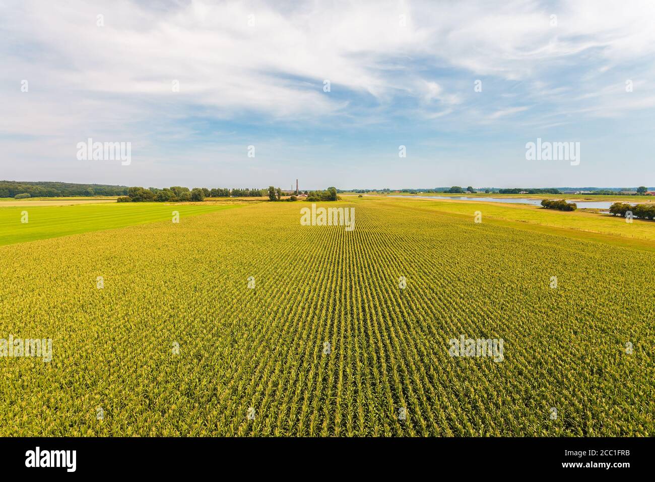 Aerial view of a farm field with rows of corn plants in the Dutch ...