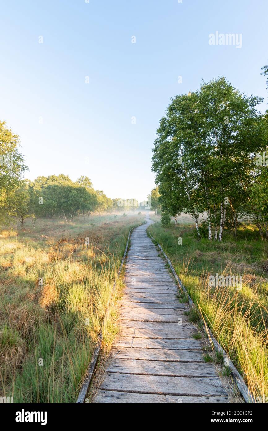 Vertical shot of a path in grassland and trees Stock Photo - Alamy