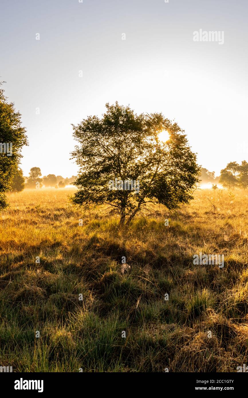 Vertical shot field trees hi-res stock photography and images - Alamy