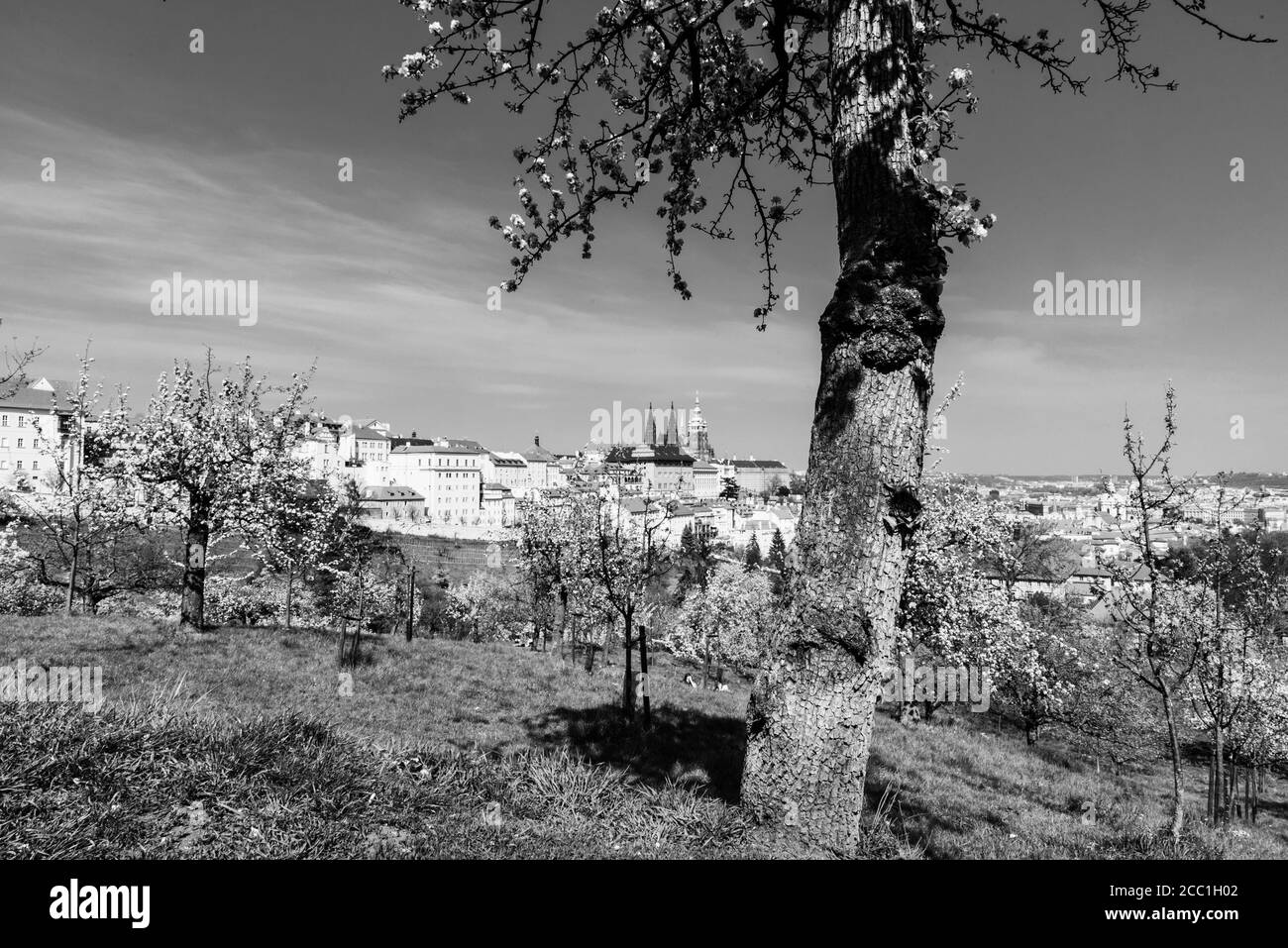 Spring in Prague. Blooming trees and lush greenery in Strahov Gardens ...