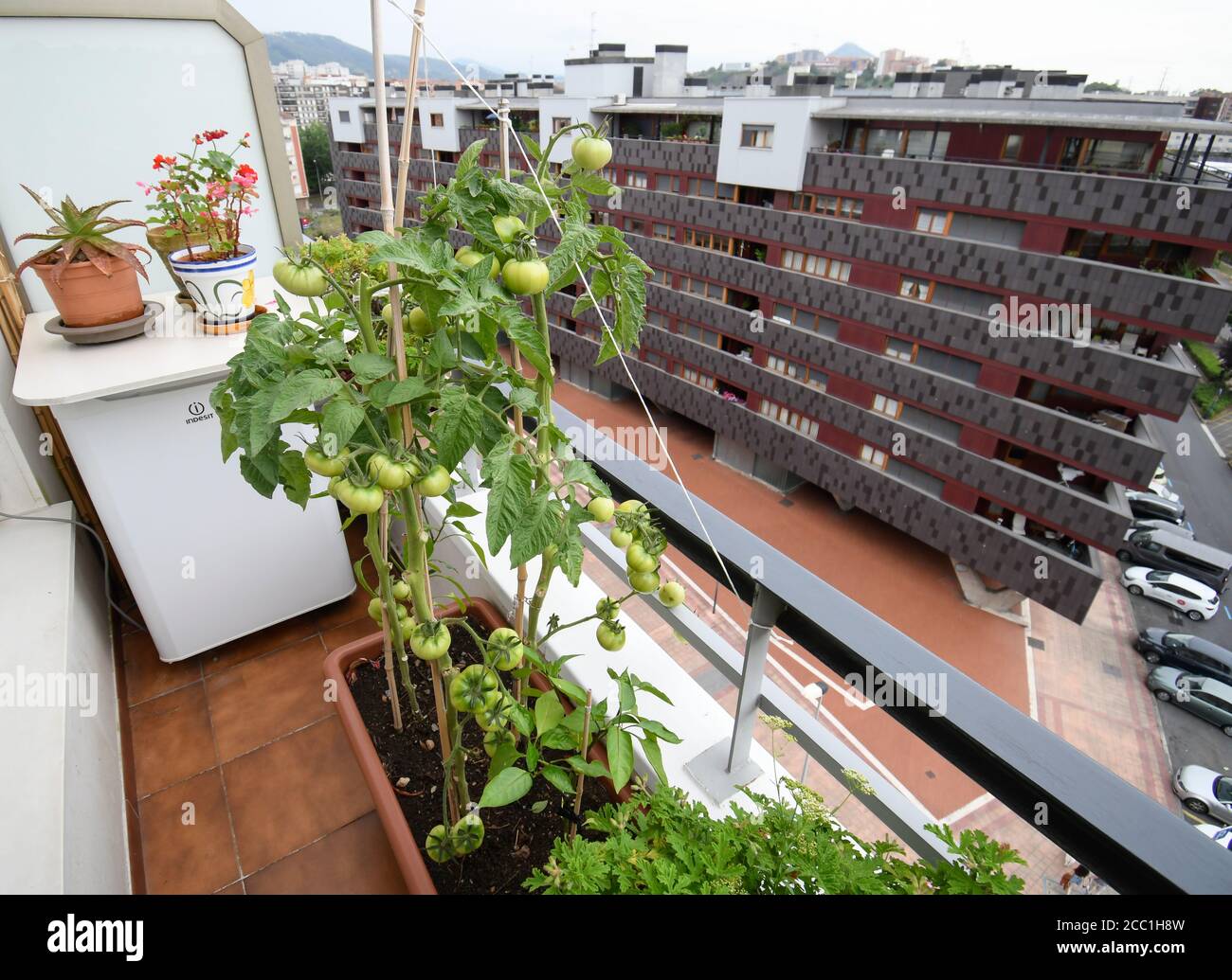 Growing on the balcony hi-res stock photography and images - Alamy