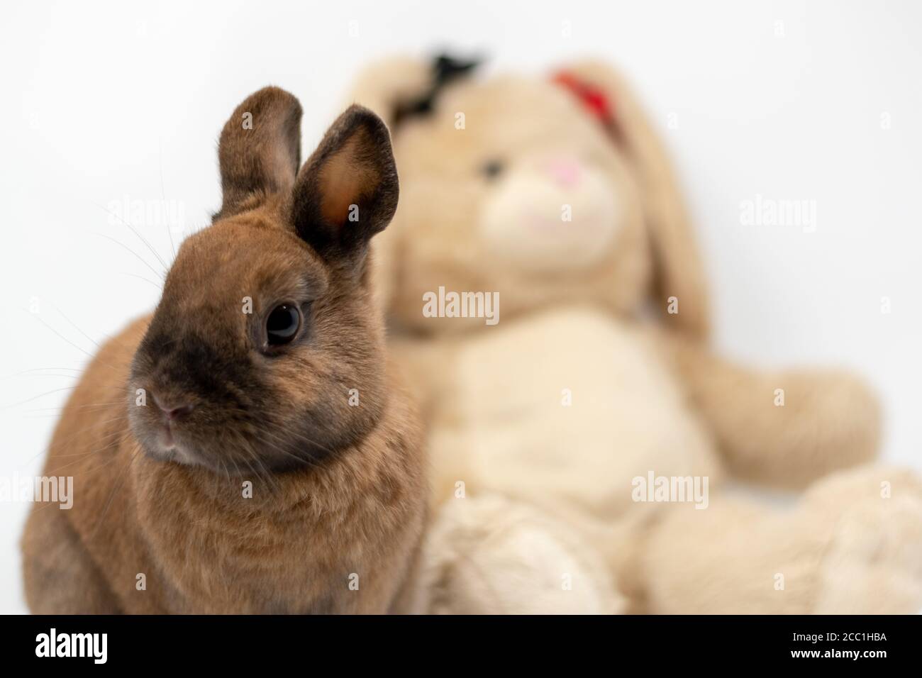 Rabbit captured with a fluffy toy with a white background Stock Photo ...