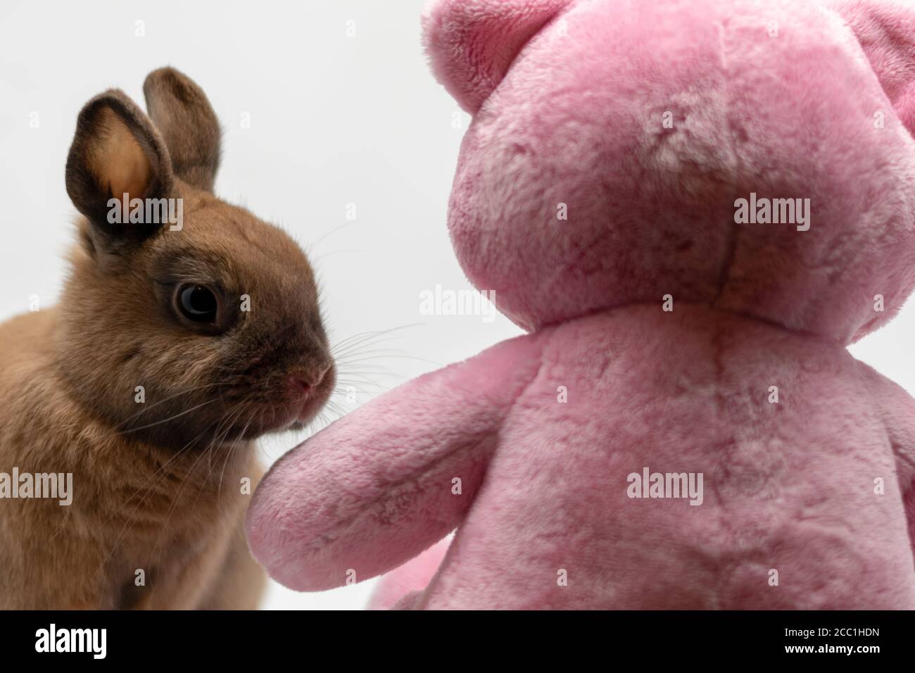 Rabbit captured with a fluffy toy with a white background Stock Photo ...